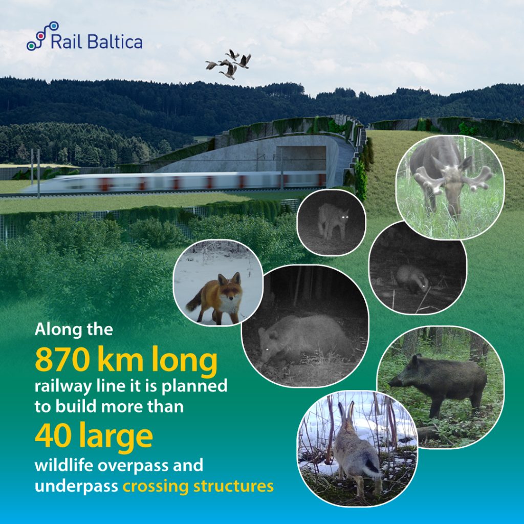 Rail Baltica discovers the Baltic nature through mammal monitoring - RB